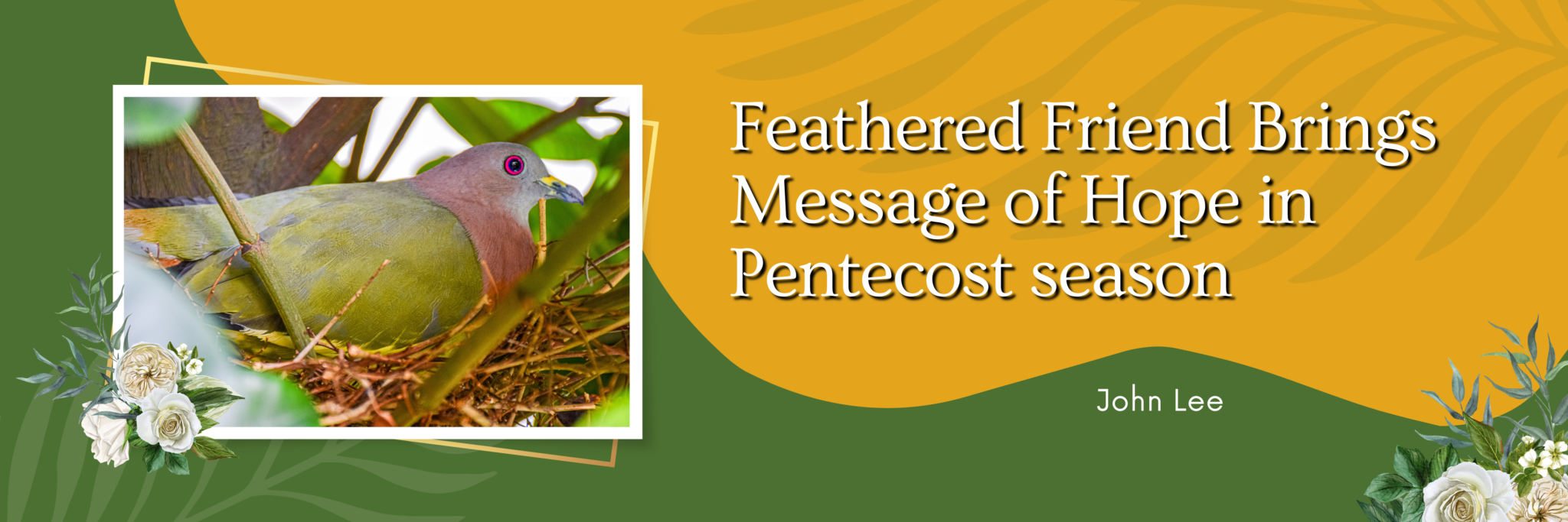 Feathered Friend Brings Message of Hope in Pentecost season - Jurong ...